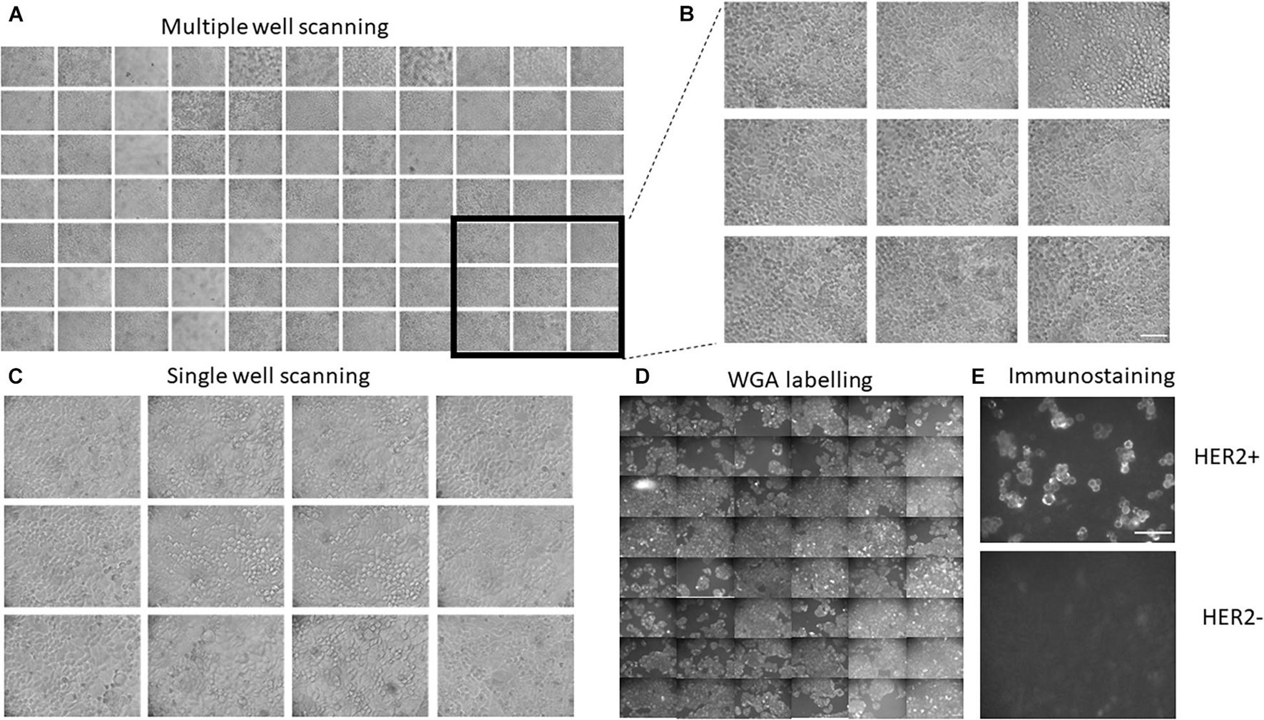 An Open Source Framework For Automated High Throughput Cell Biology